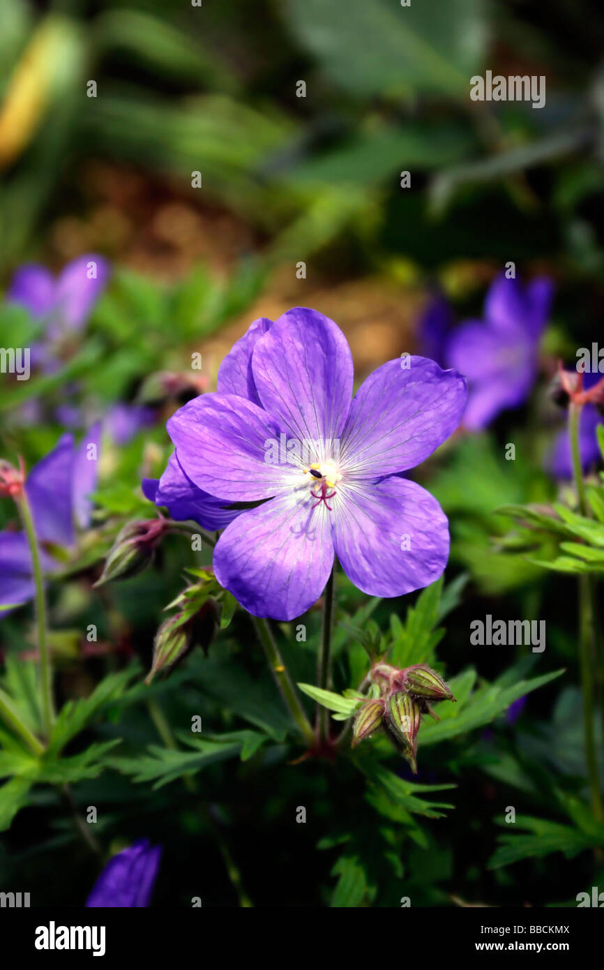 GERANIUM HIMALAYENSE. BLUE CRANESBILL Stock Photo - Alamy
