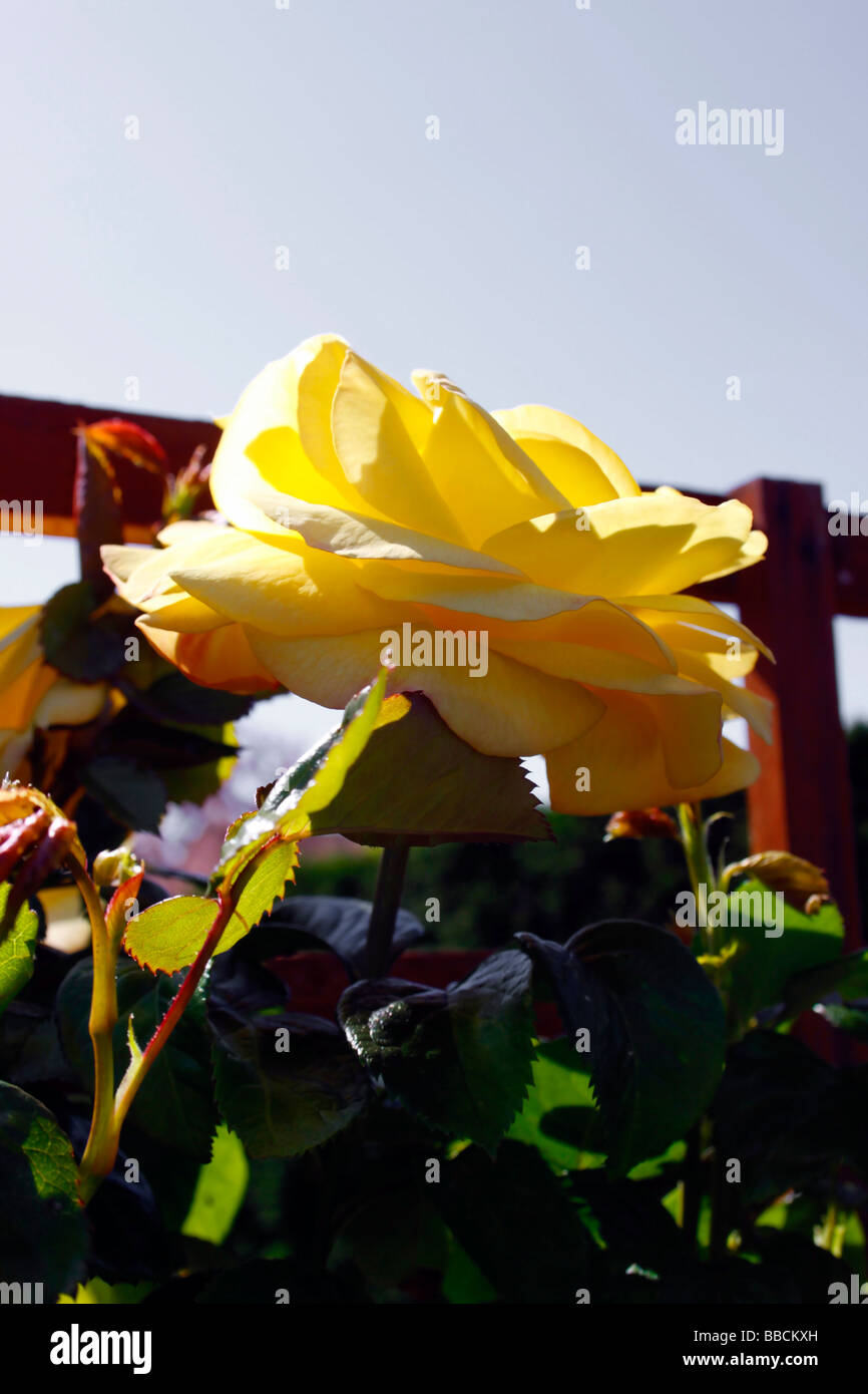 CLIMBING ROSE. ROSA ARTHUR BELL Stock Photo - Alamy