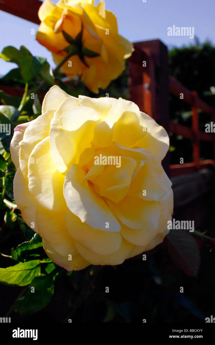 CLIMBING ROSE. ROSA ARTHUR BELL Stock Photo - Alamy