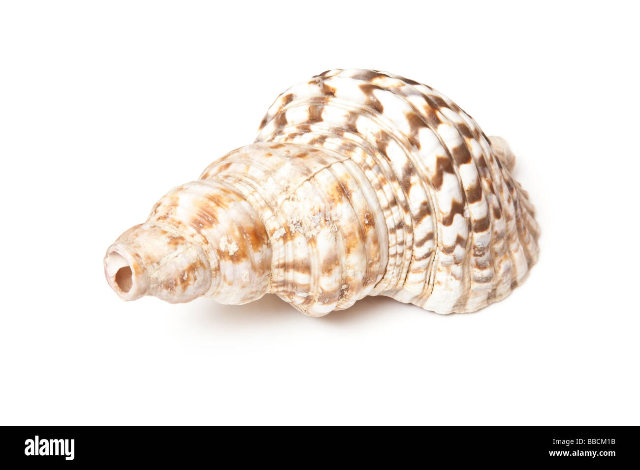 Conch shell horn hi-res stock photography and images - Alamy