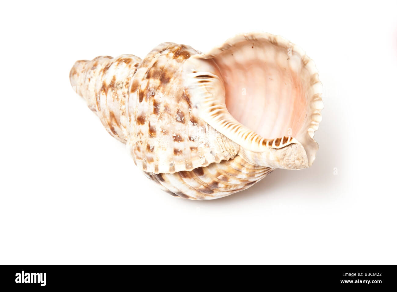 Conch shell horn hi-res stock photography and images - Alamy