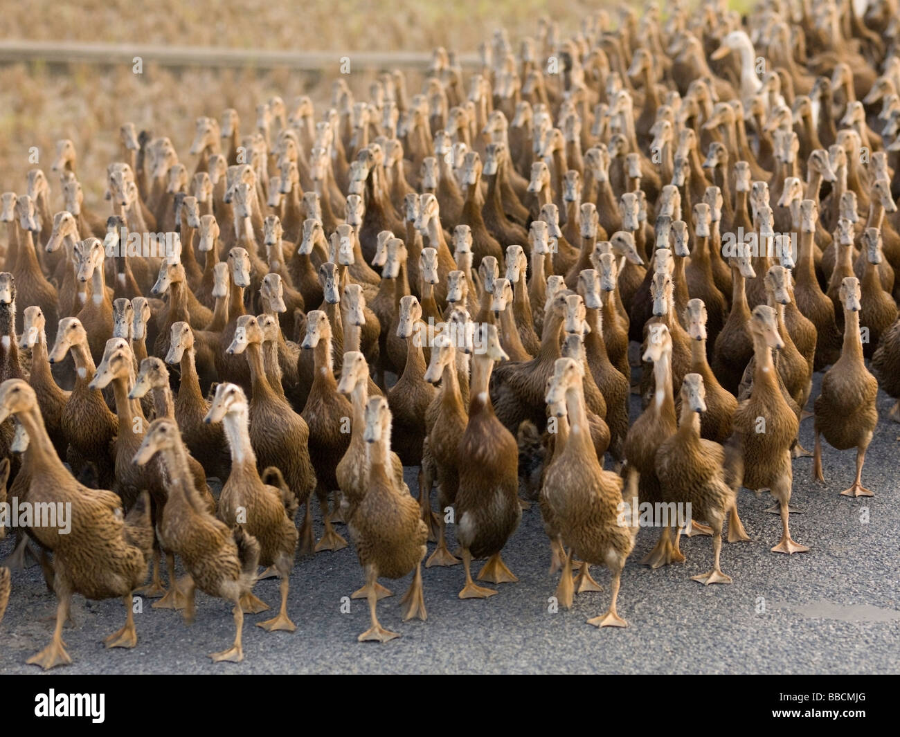 Domestic goose hi-res stock photography and images - Alamy