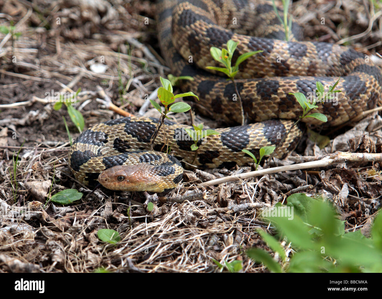 Fox snake hi-res stock photography and images - Alamy
