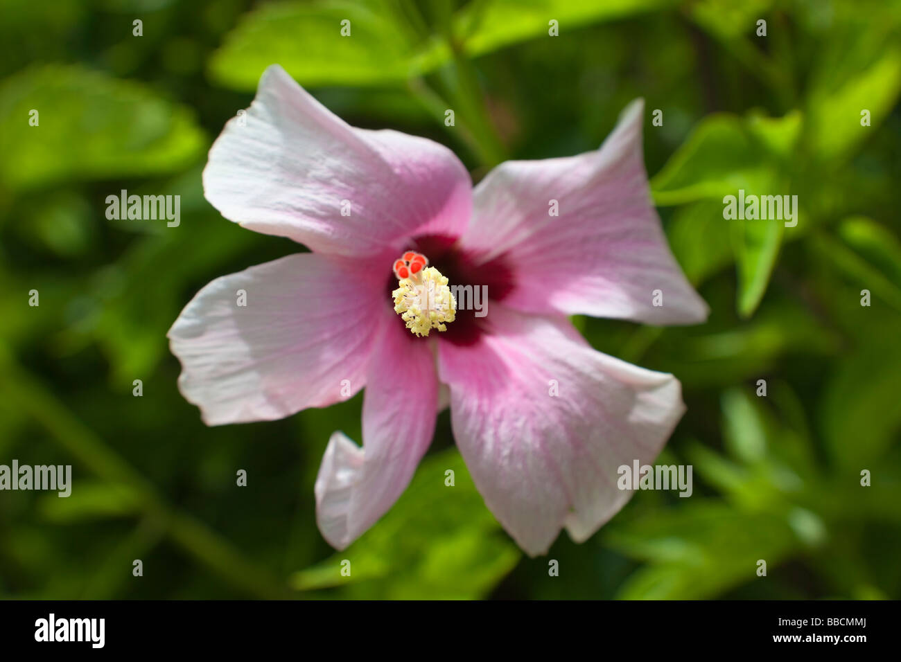 Pink Hibiscus Flower Close-up - Rarotonga, Cook Islands, Polynesia ...