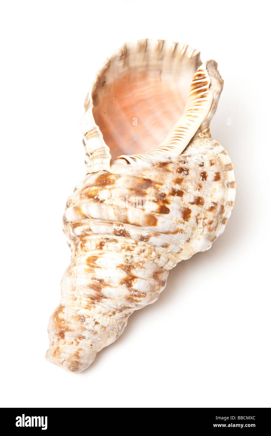 Conch shell isolated on white hi-res stock photography and images - Alamy