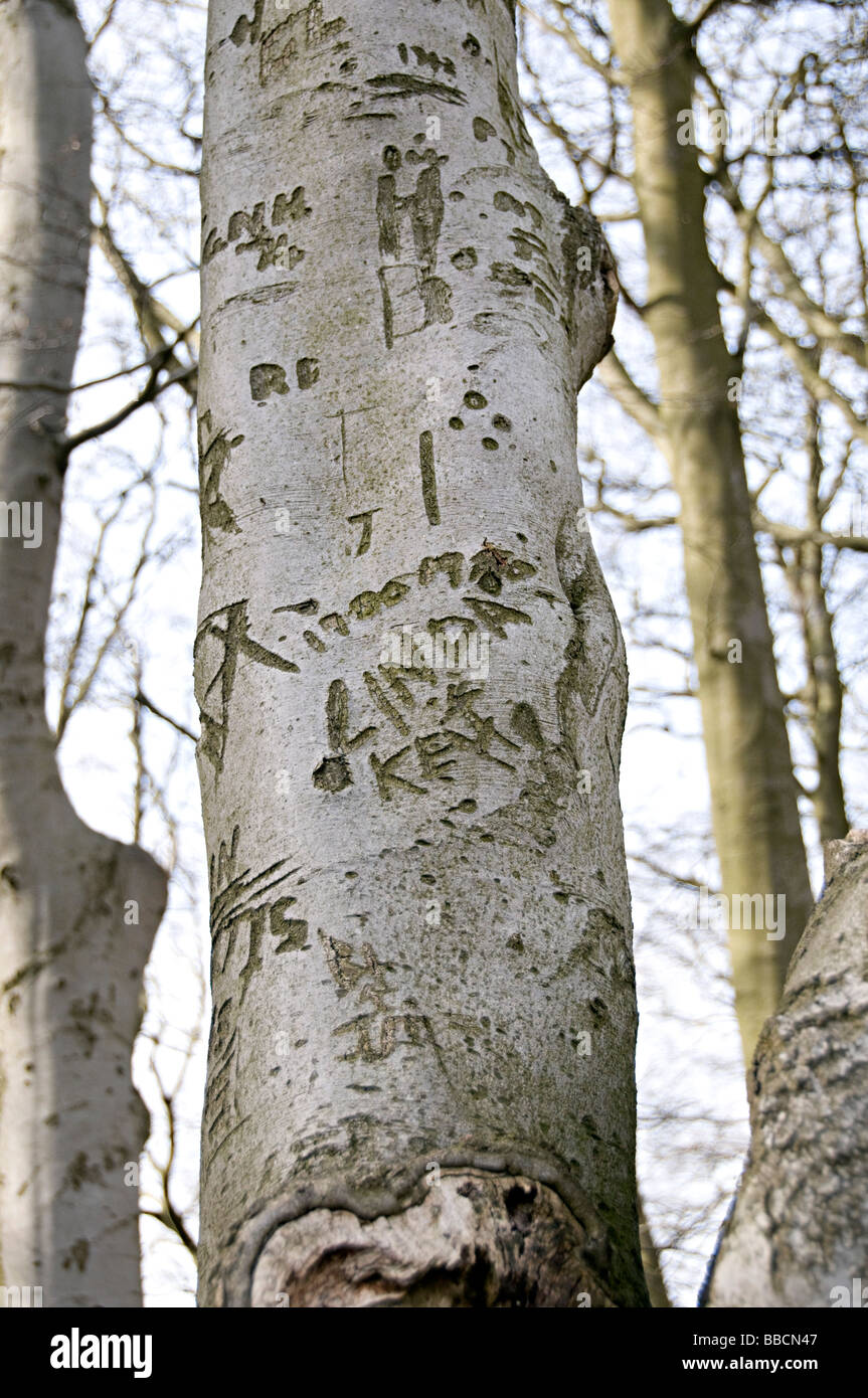 Graffiti carved into trees hi-res stock photography and images - Alamy