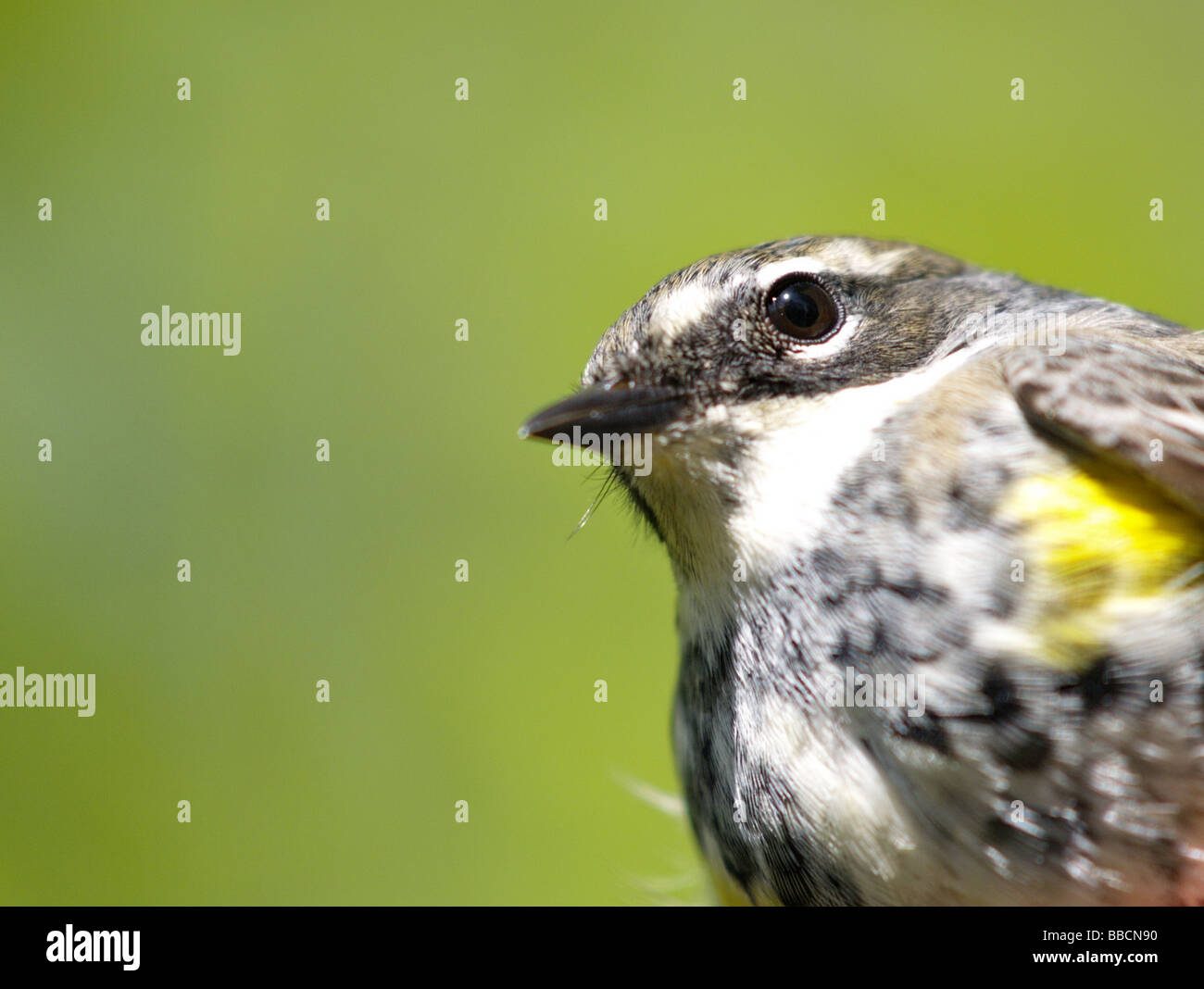 Dendroica coronata coronata hi-res stock photography and images - Alamy