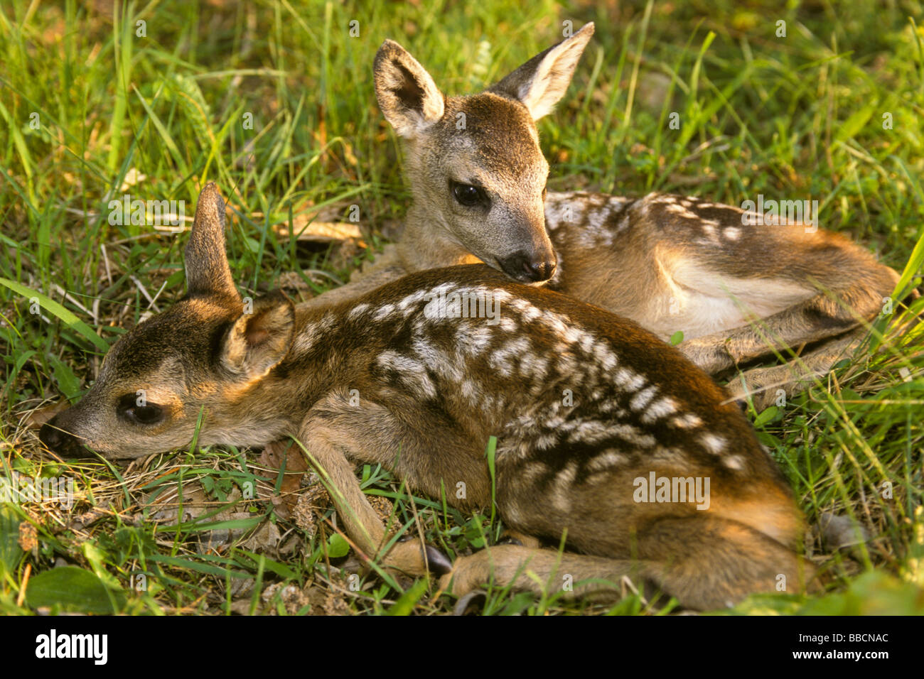 Fawn deer cute hi-res stock photography and images - Alamy