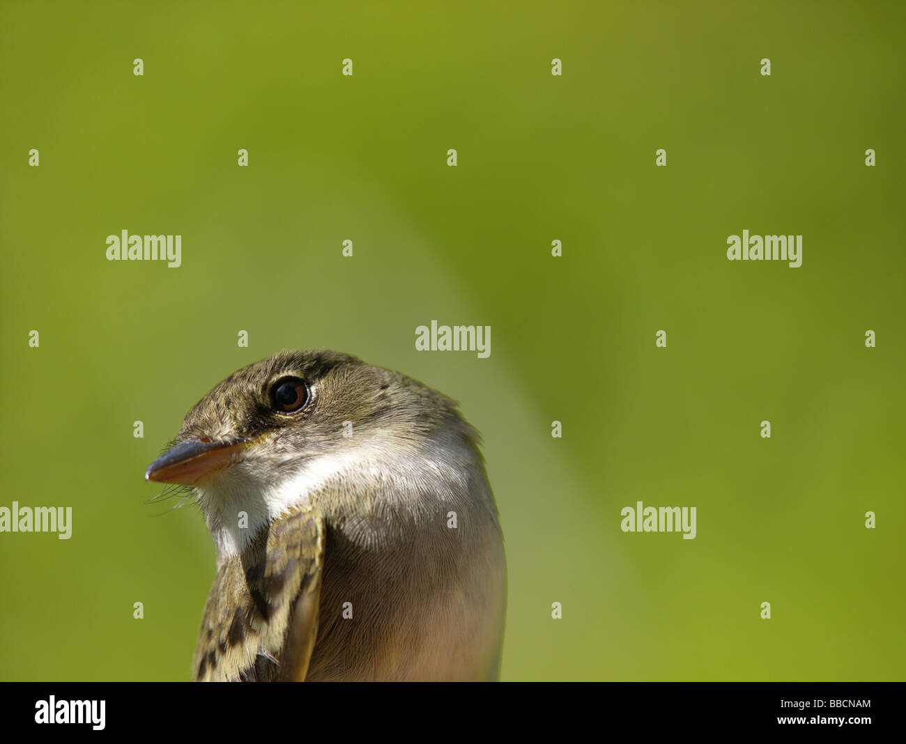 Eastern Wood Peewee (Contopus virens) a variety of flycatcher Stock ...