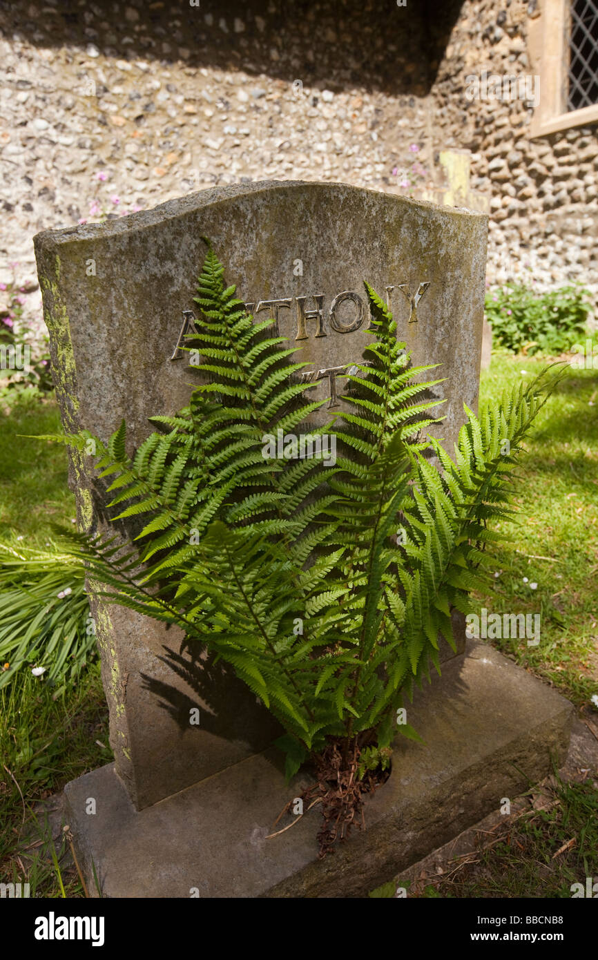 UK England Norfolk Horsey All Saints parish church fern growing on ...