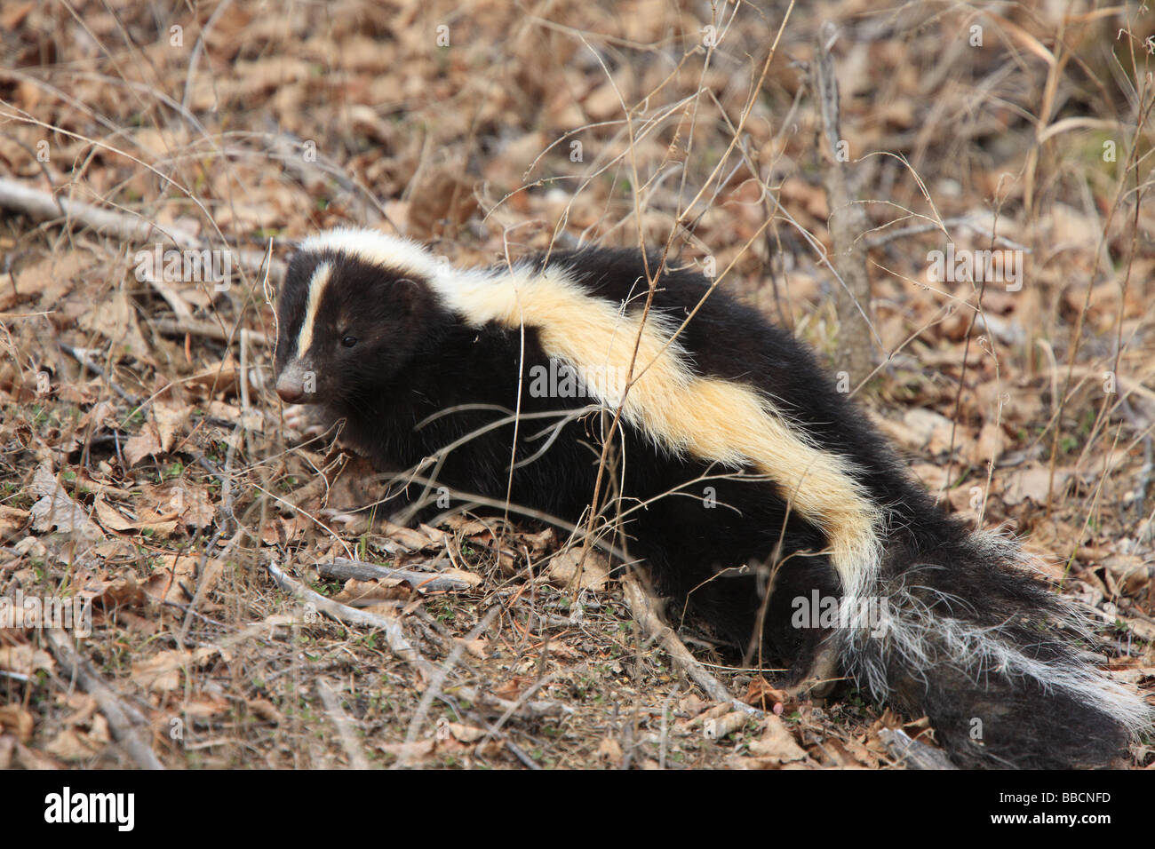 Young Skunk in the Grass Saskatchewan Canada Stock Photo - Alamy