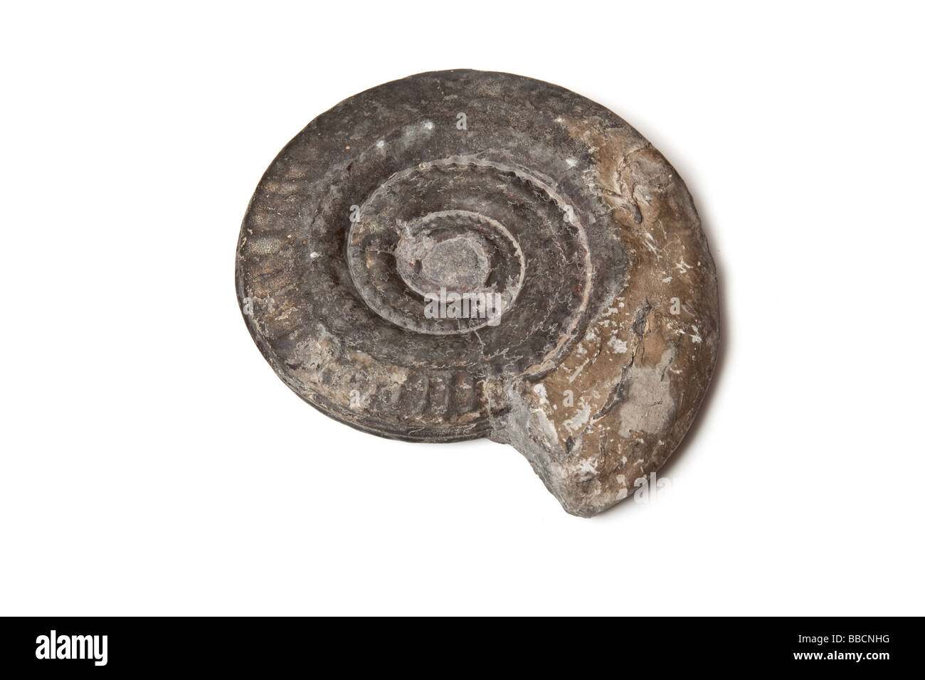 Mollusc fossil hi-res stock photography and images - Alamy