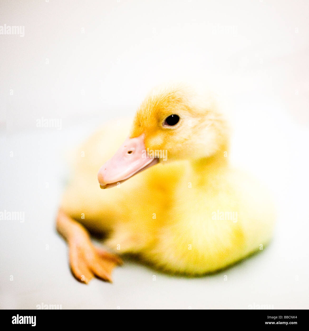 Duckling hi-res stock photography and images - Alamy