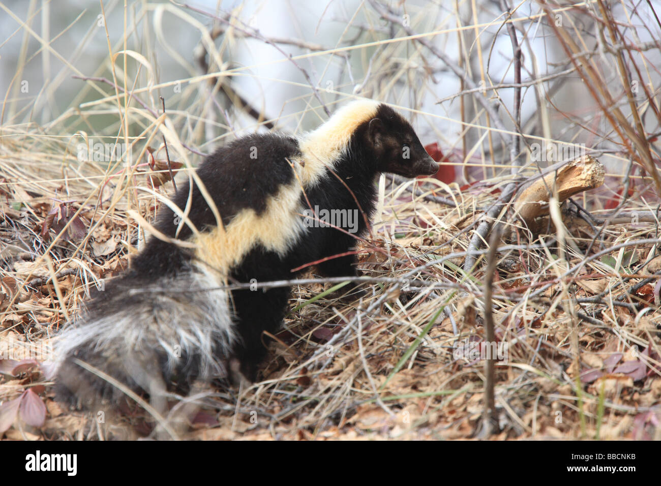 Young Skunk in the Grass Saskatchewan Canada Stock Photo - Alamy