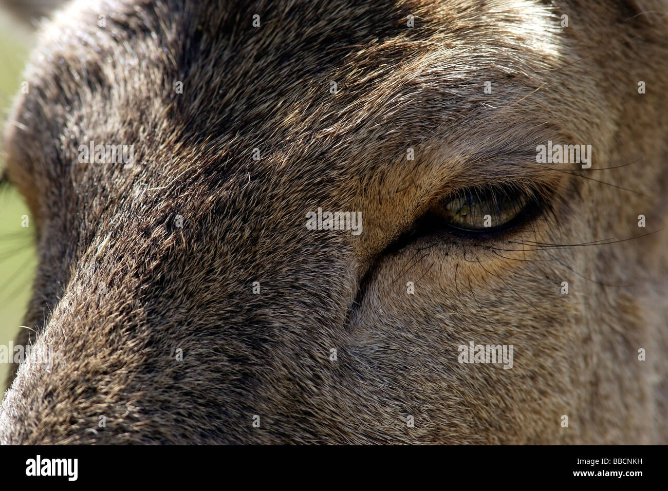 Close up female deer on face hi-res stock photography and images - Alamy