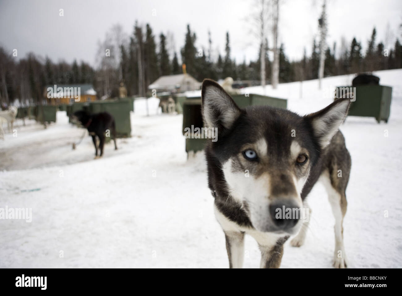 Husky alaska hi-res stock photography and images - Alamy