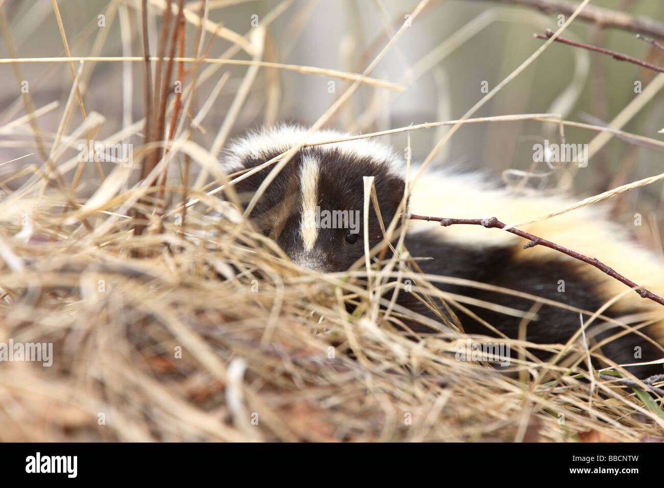 Young Skunk in the Grass Saskatchewan Canada Stock Photo - Alamy