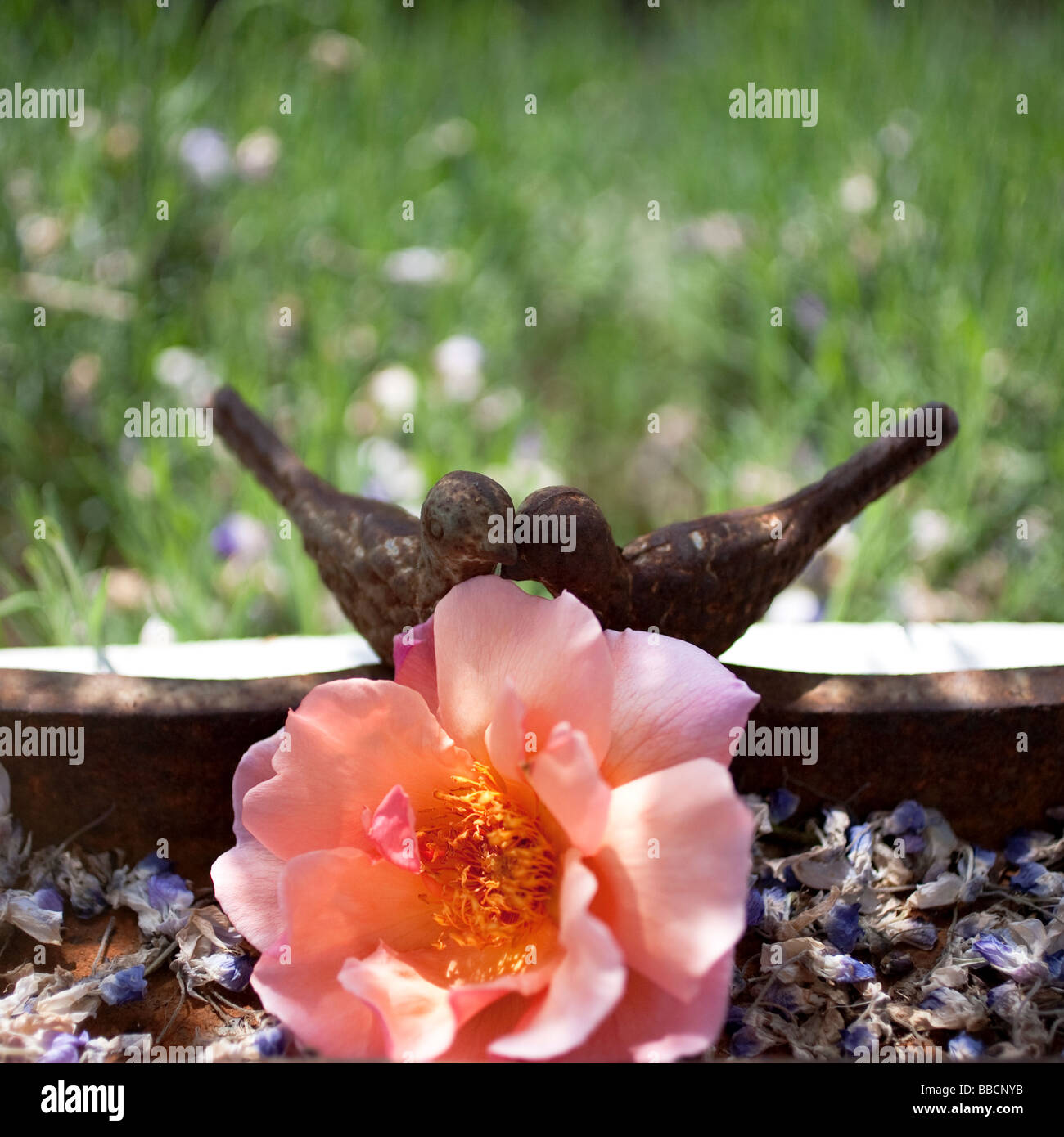 Rose bird hi-res stock photography and images - Alamy