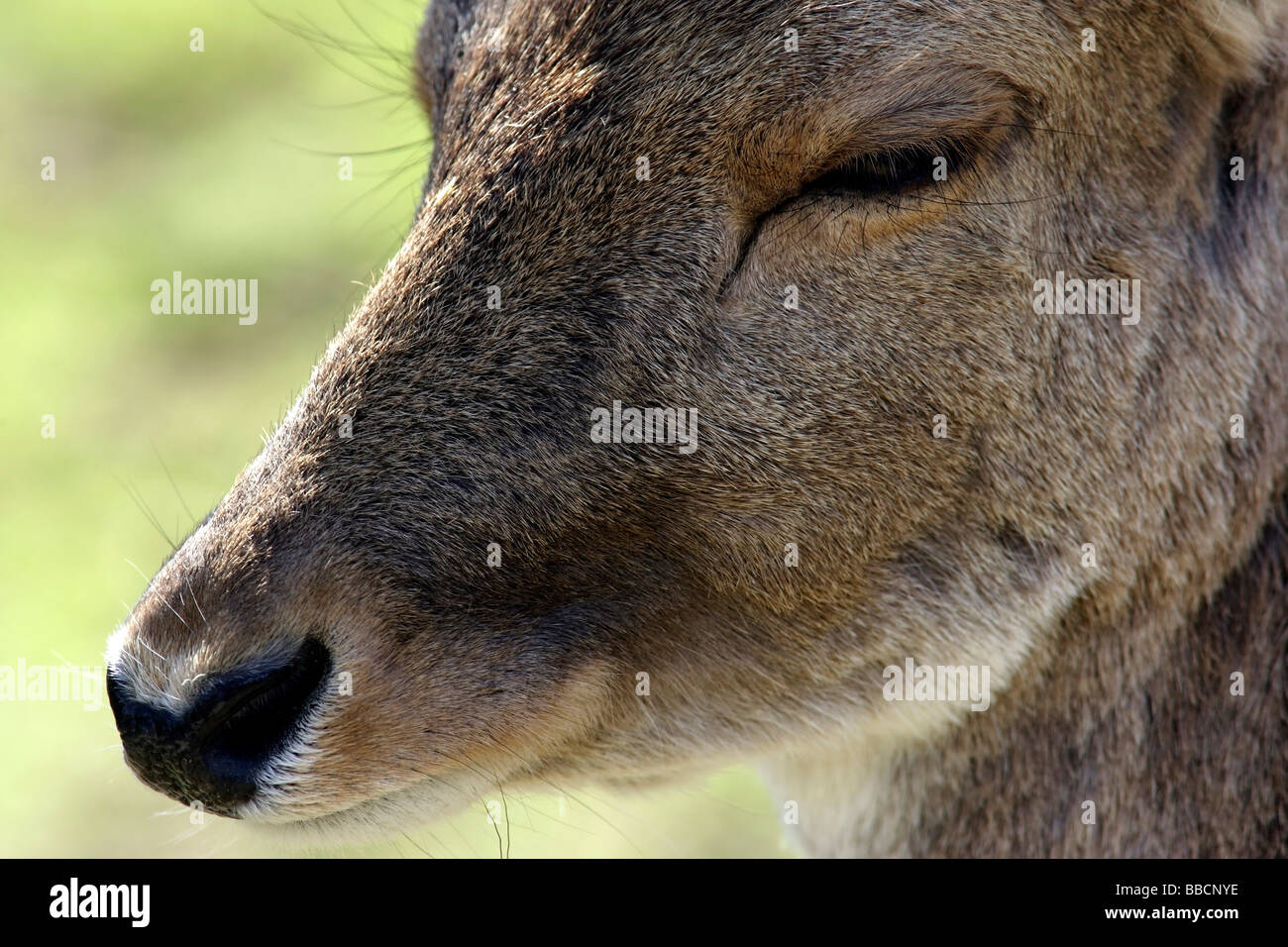 Close up female deer on face hi-res stock photography and images - Alamy
