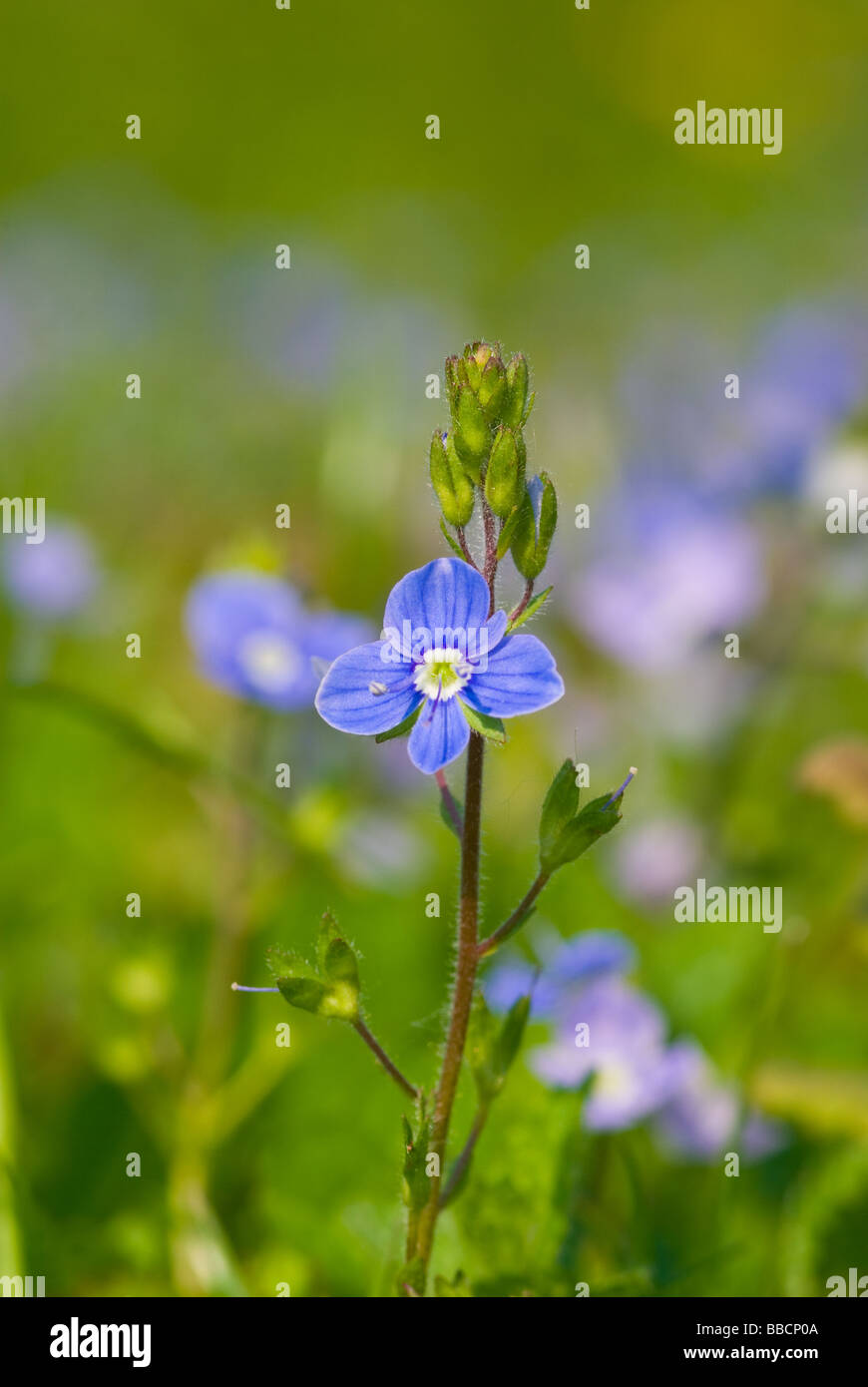 Slender Speedwell in meadow Stock Photo - Alamy