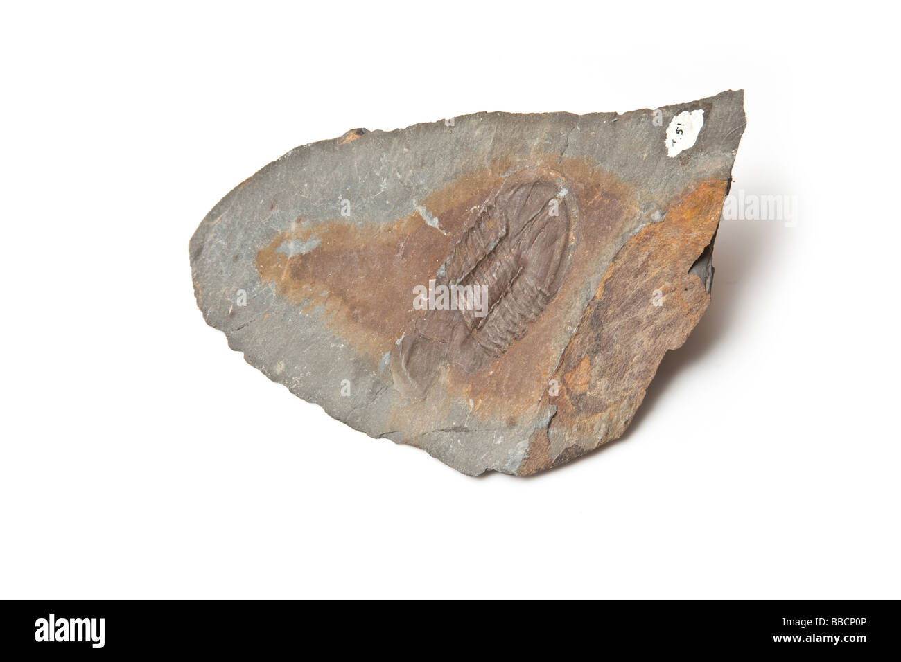 Fossils isolated on a white studio background Stock Photo - Alamy