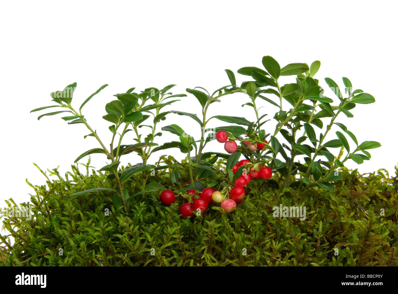 Preiselbeere hi-res stock photography and images - Alamy