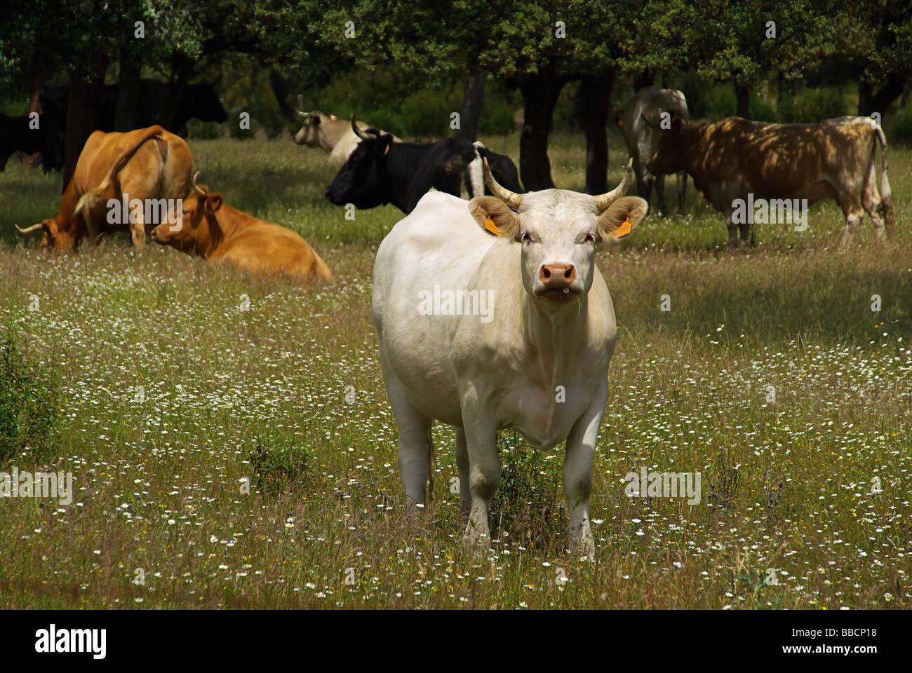 Rind cow 21 Stock Photo - Alamy