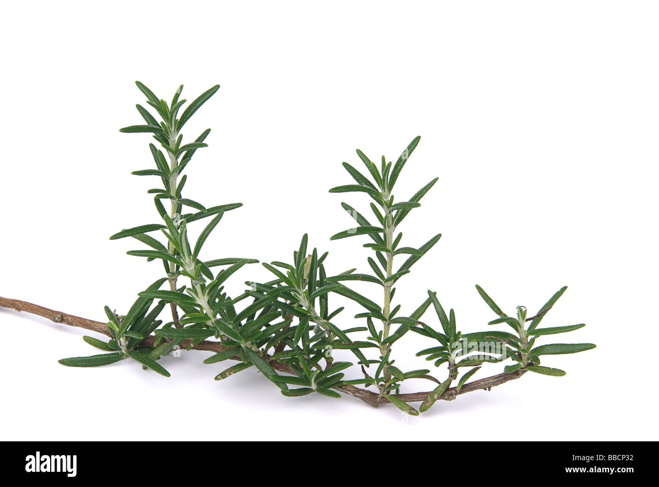 Rosmarin Rosemary 09 Stock Photo - Alamy