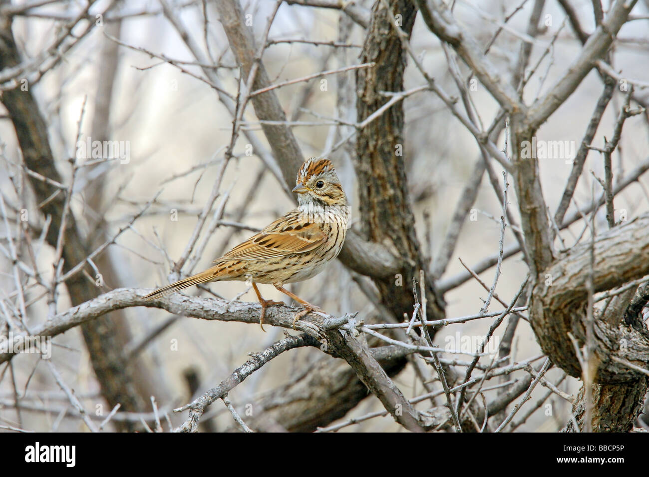 Lincolns sparrow hi-res stock photography and images - Alamy
