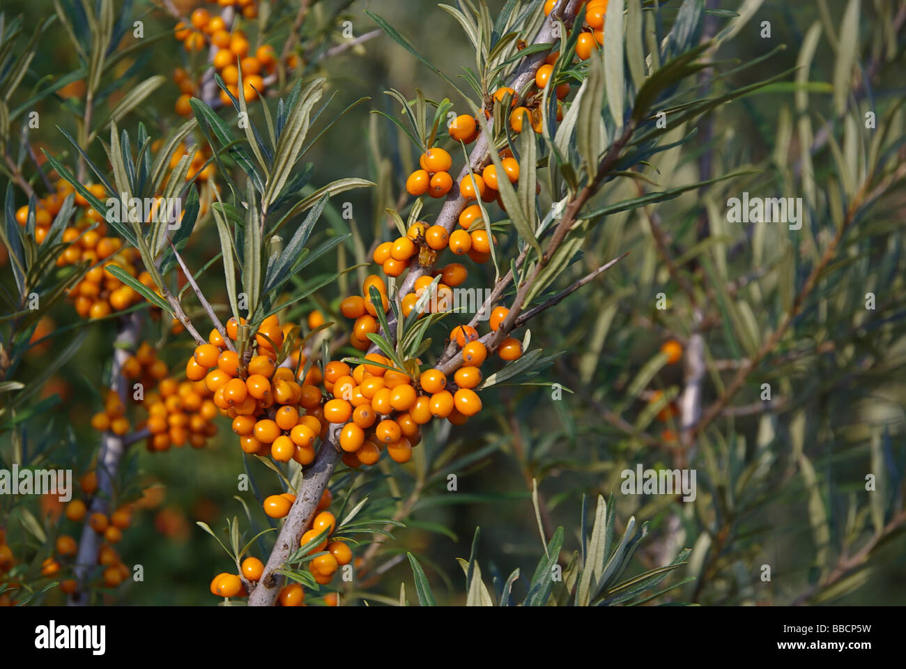 Busch strauch sanddorn hi-res stock photography and images - Alamy