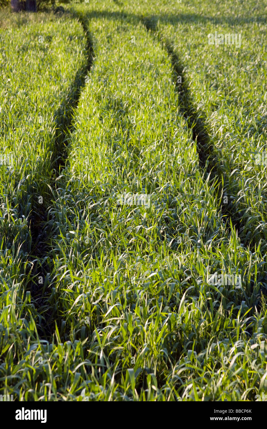 Tractor track farming hi-res stock photography and images - Alamy