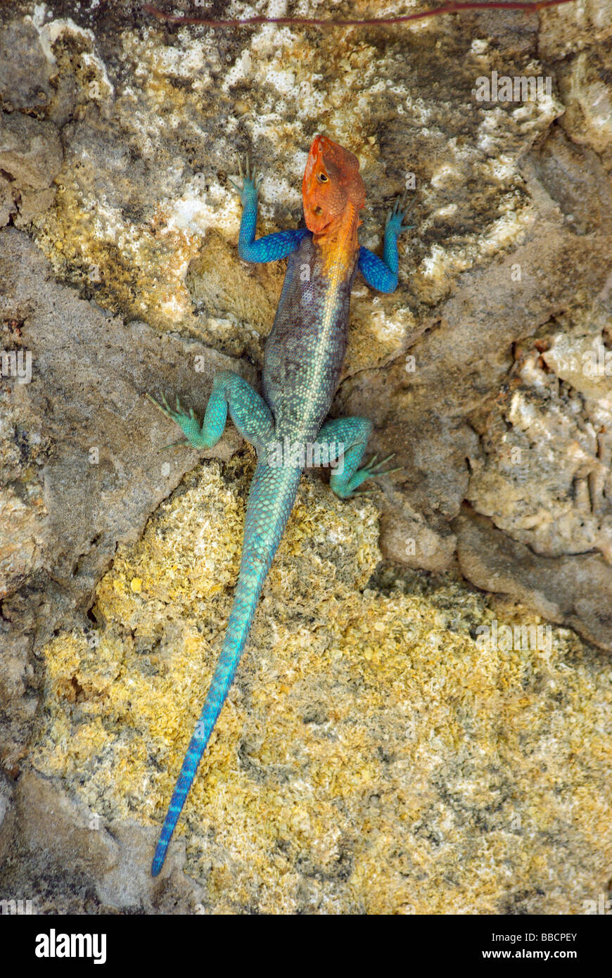 Agama lizard on rock wall Stock Photo - Alamy