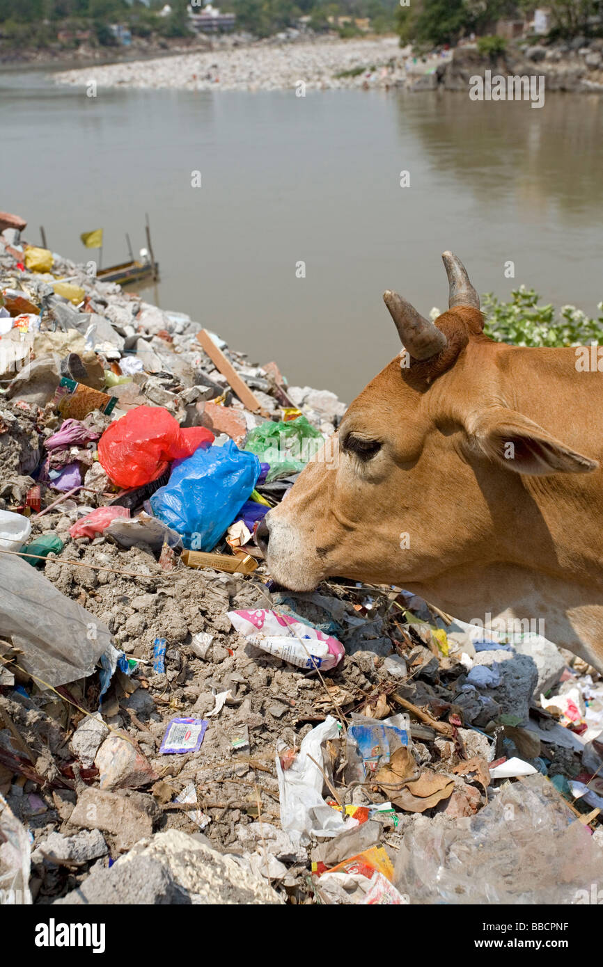 Cow eating garbage. Ganges river. Rishikesh. Uttarakhand. India Stock ...
