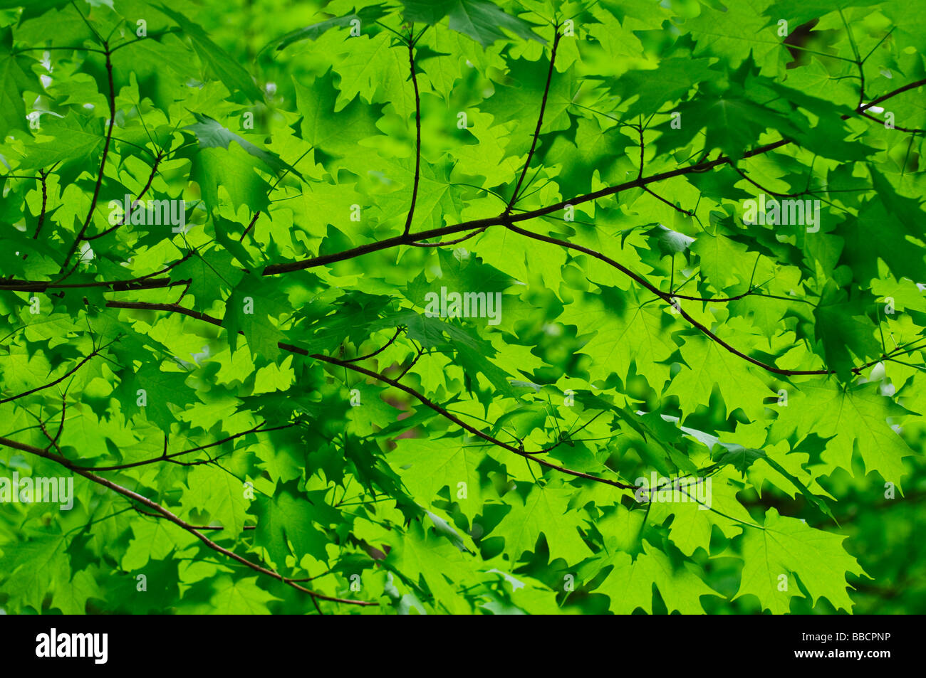 maple leaf branches Stock Photo - Alamy