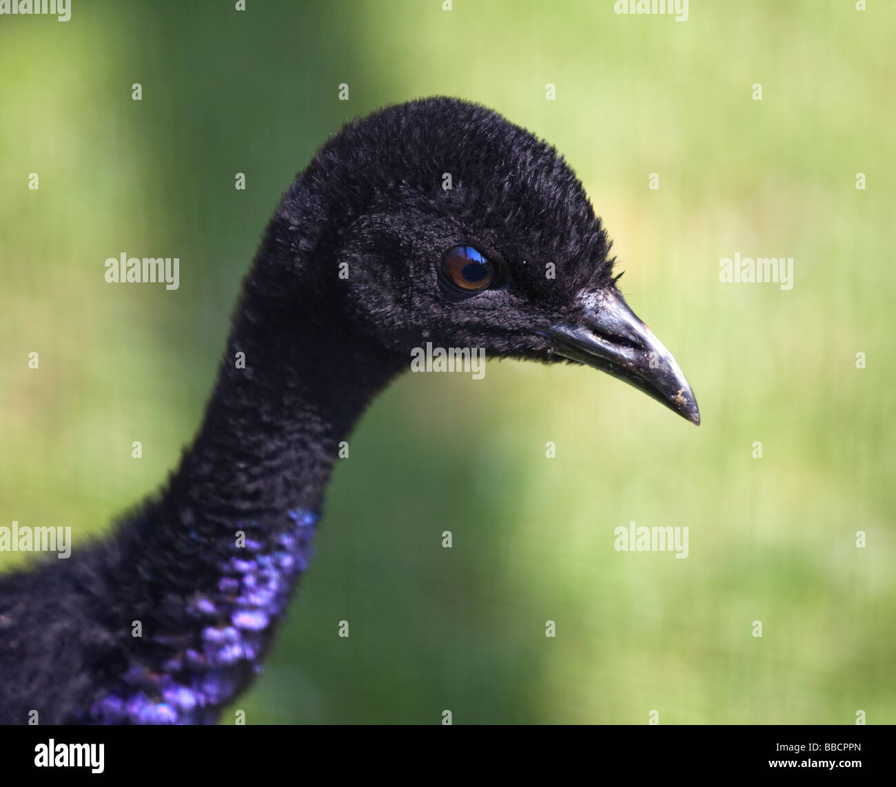 Grey Winged Trumpeter (psophia crepitans Stock Photo - Alamy