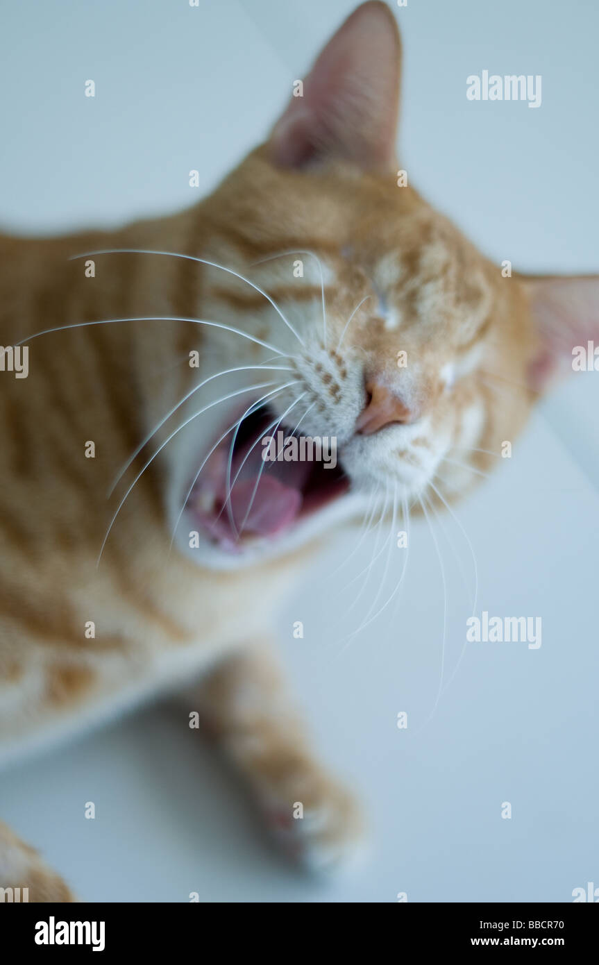 Yawning cat hi-res stock photography and images - Alamy