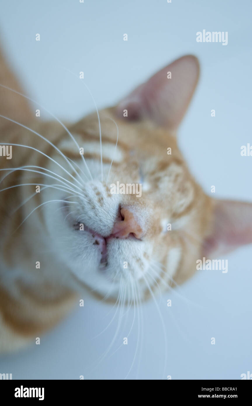 Ginger tom hi-res stock photography and images - Alamy