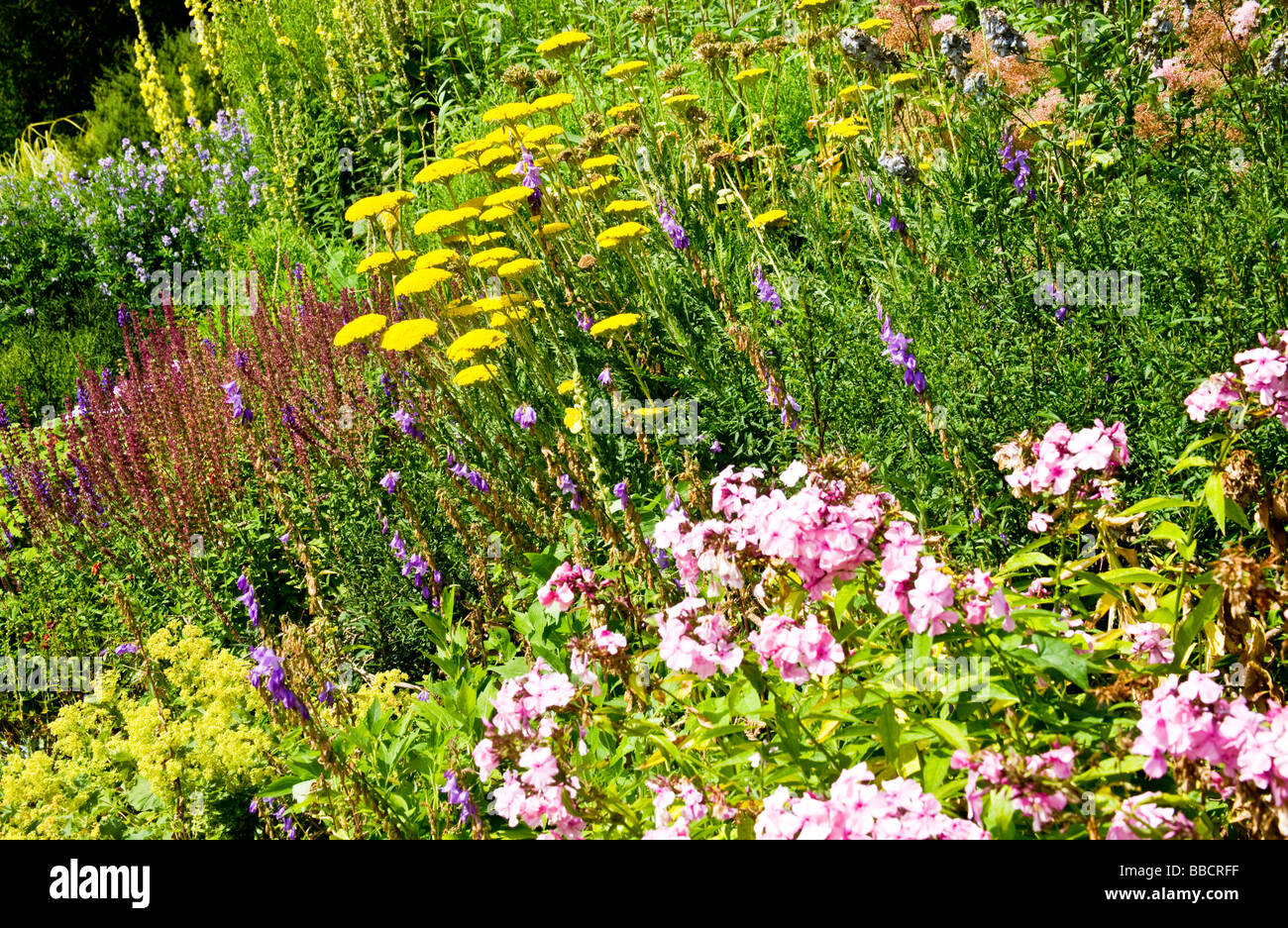 Achillea flower border hi-res stock photography and images - Alamy