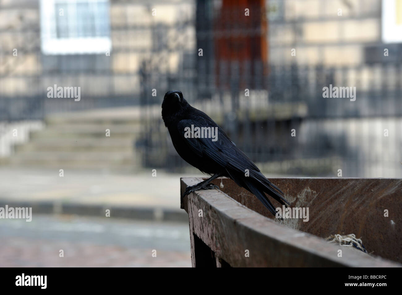 Bird standing on a skip Stock Photo - Alamy