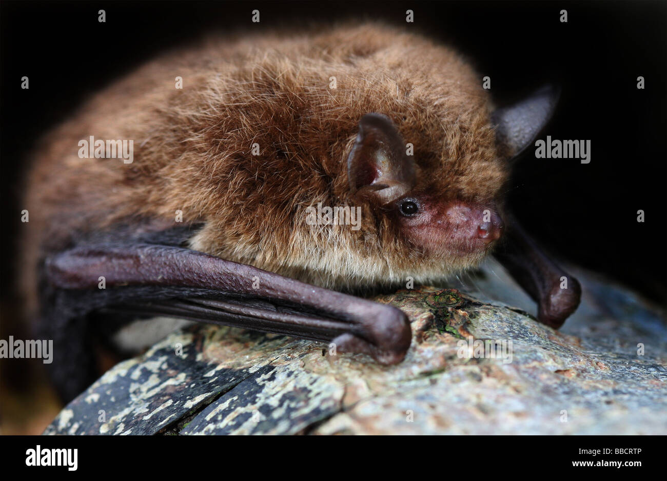 daubenton's bat macro Stock Photo - Alamy