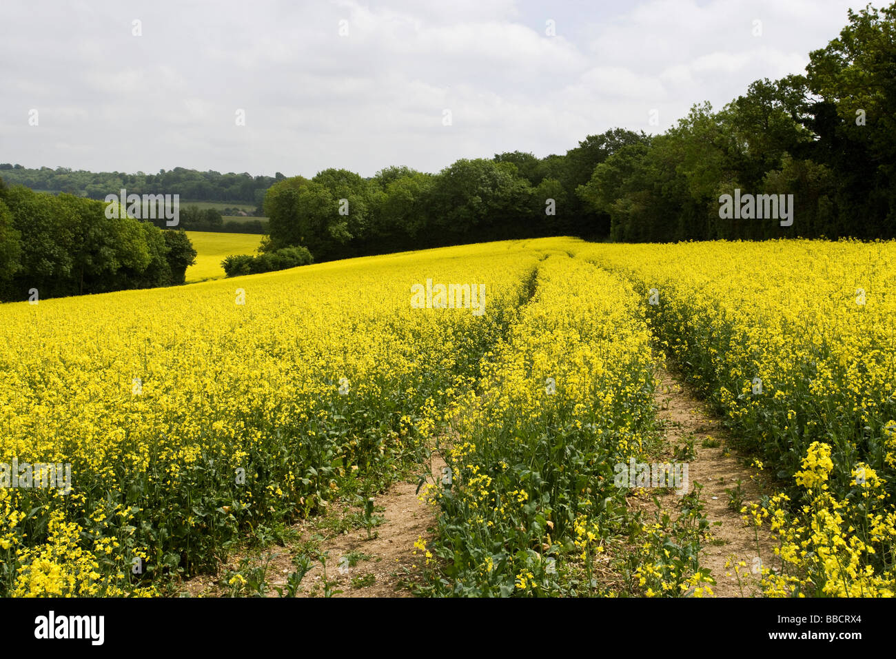 Rape seed growing in a field Stock Photo - Alamy