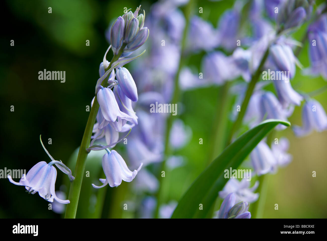 bluebells coming into bloom with space for copy Stock Photo - Alamy