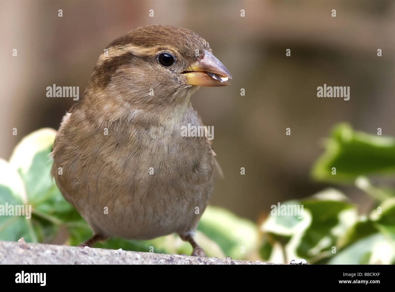 Macro close up sparrow bird hi-res stock photography and images - Alamy