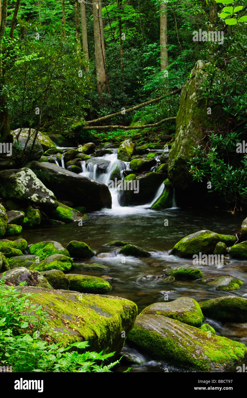 waterfall creek flowing over mossy rocks in forest Stock Photo - Alamy