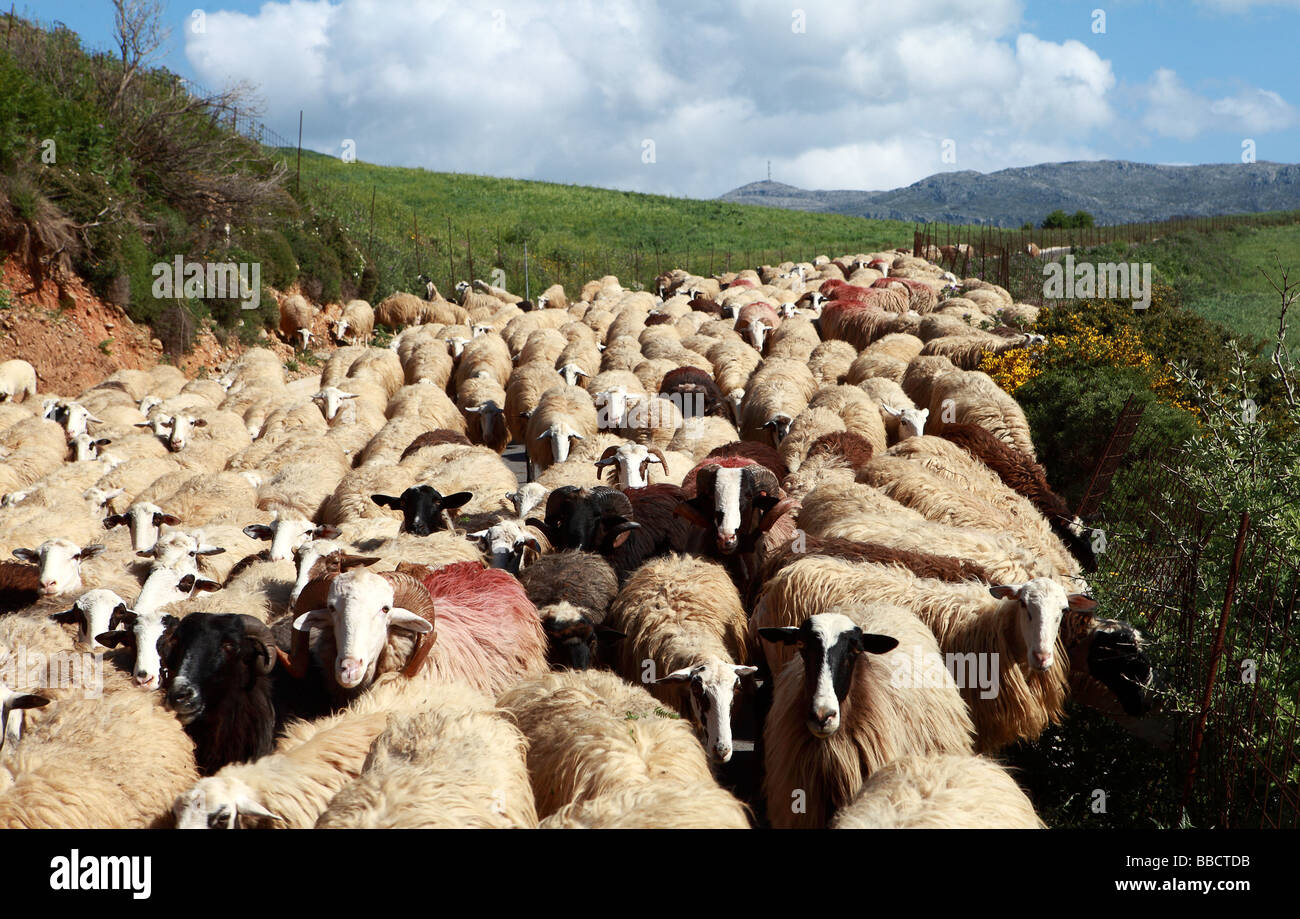 A flock of sheep on the move on a road in the Cretan mountains Greece ...
