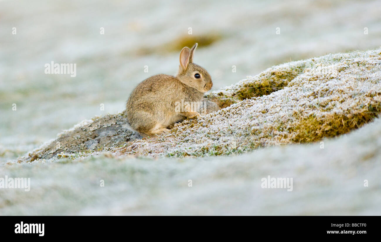 Young Rabbit, Oryctolagus cuniculus, outside its burrow on a frosty ...