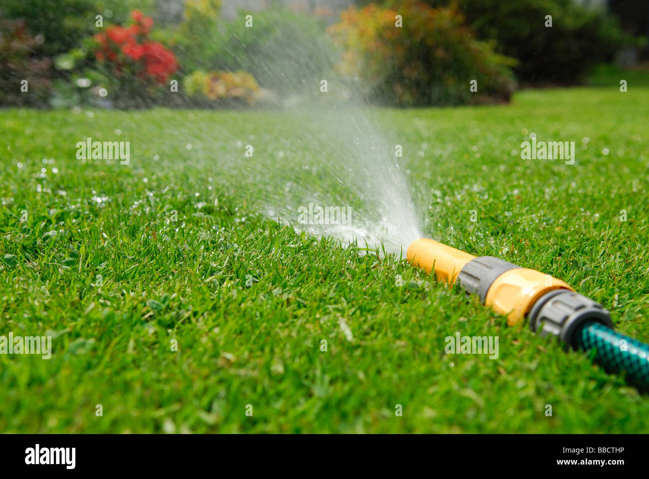 Hosepipe Watering Garden Stock Photo - Alamy