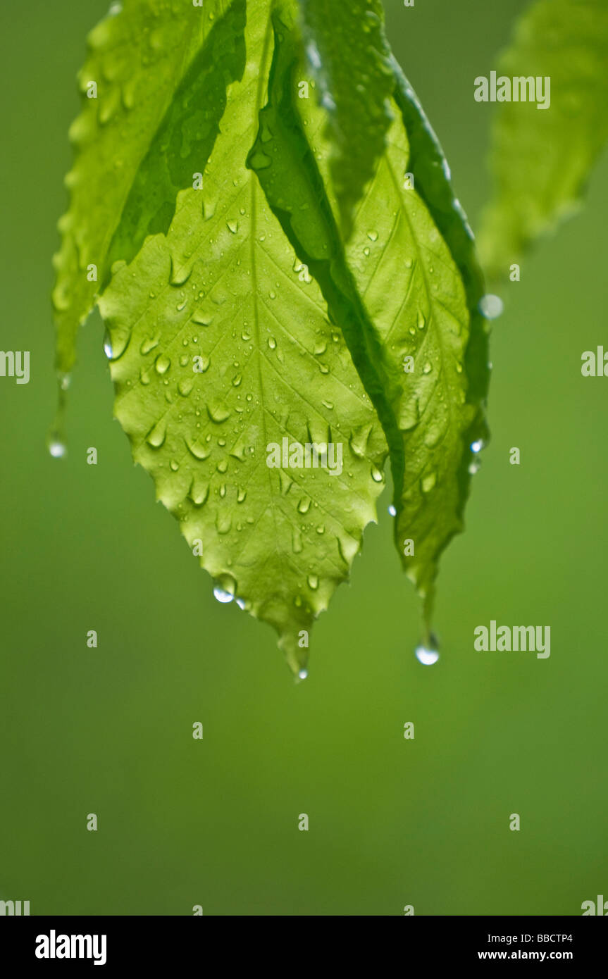 close up of wet leaves Stock Photo - Alamy