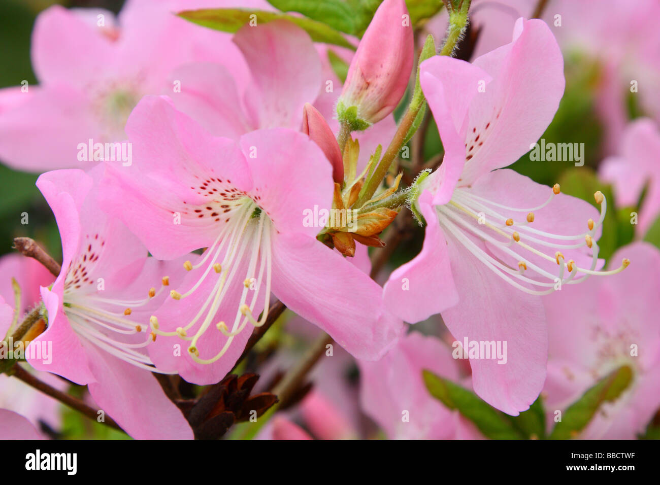 Rhododendron flowers hi-res stock photography and images - Alamy