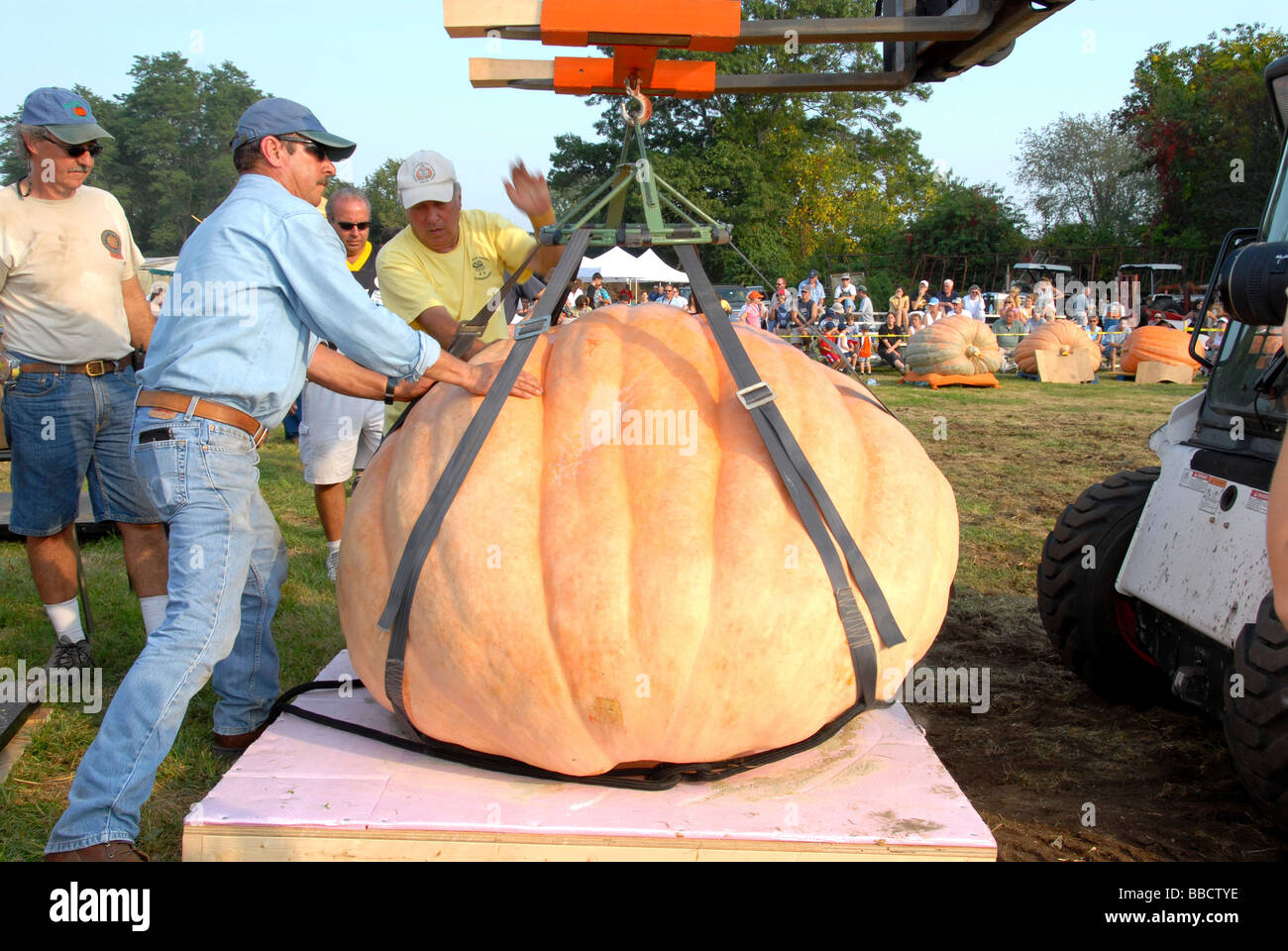 Pumpkin on way to being weighted at giant pumpkin weigh off, Warren ...